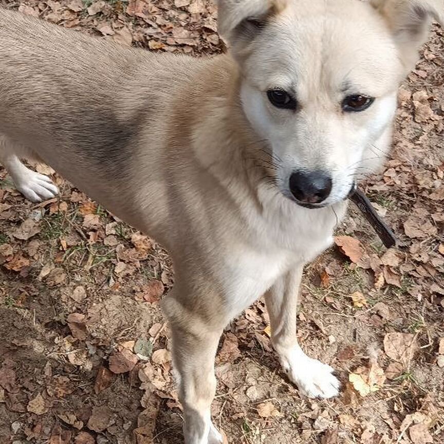 Взрослая собака в добрые руки