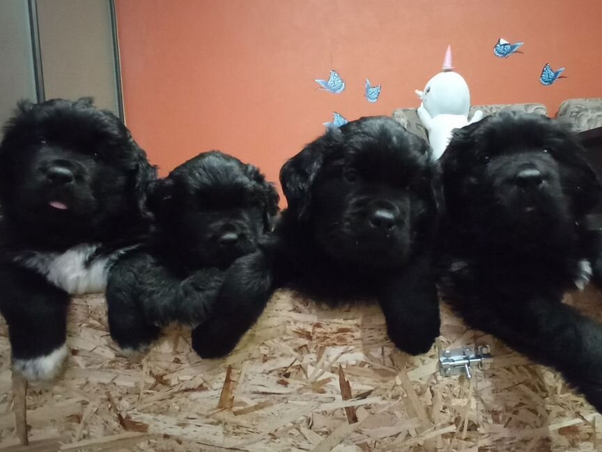 Щенки Ньюфаундленда