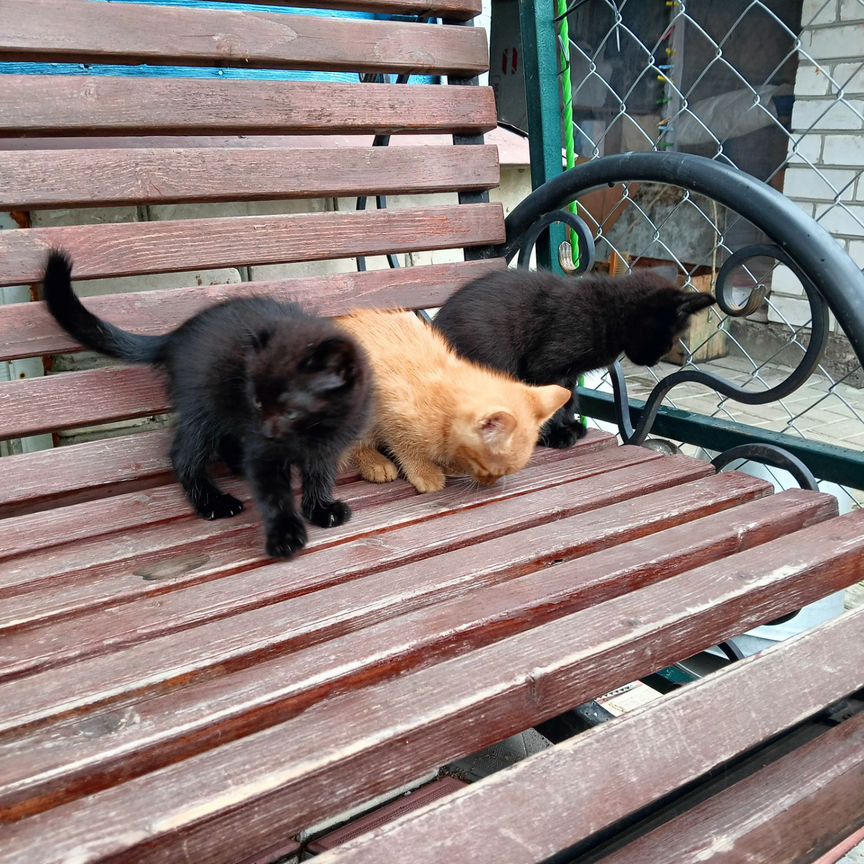 3 Котёнка ищут новый дом