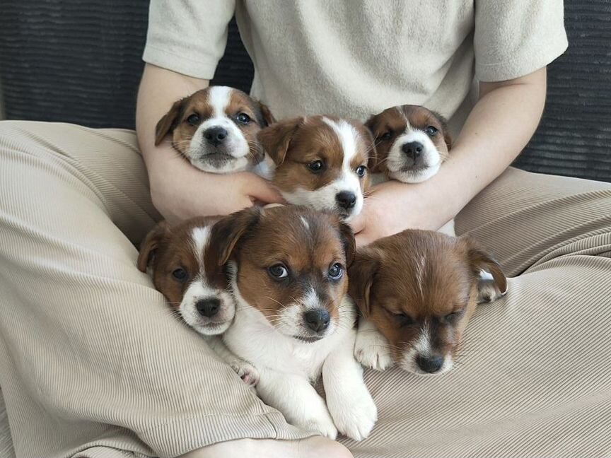 Джек Рассел терьер