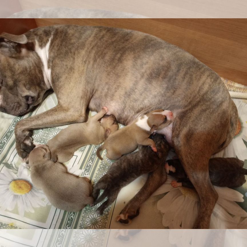 Американский стаффордширский терьер, щенок