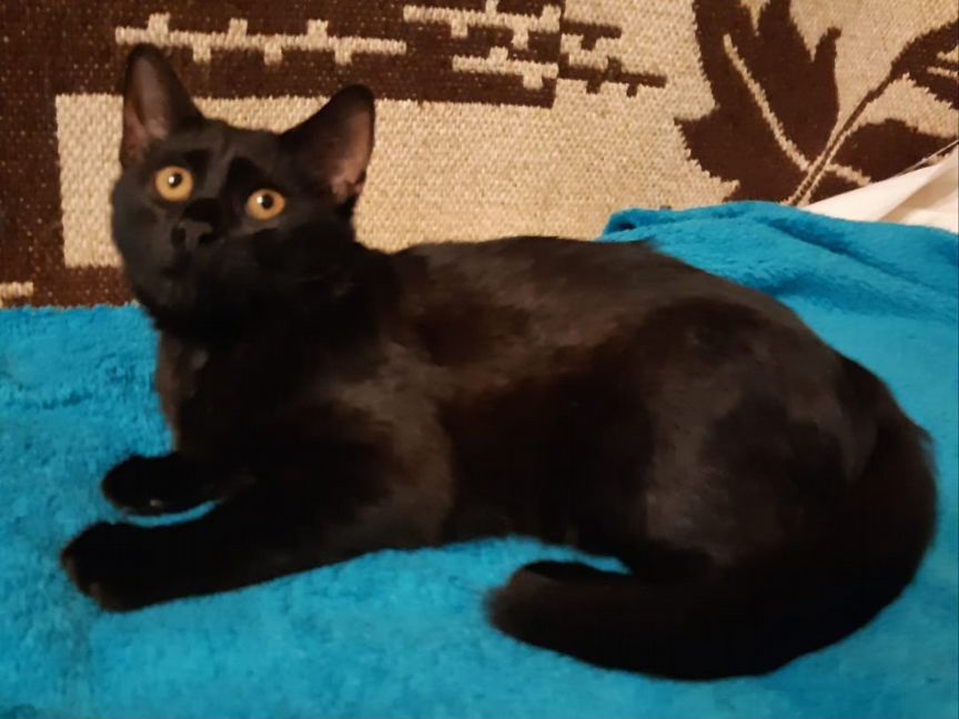 Лиза и Гарри