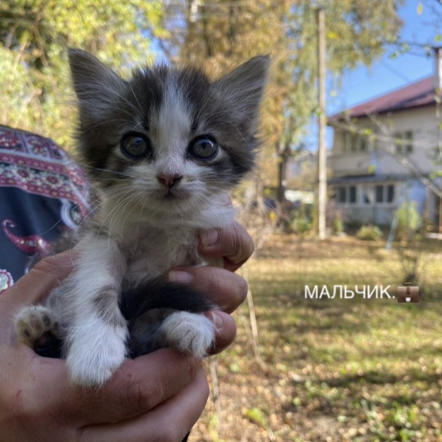 Котята в добрые руки