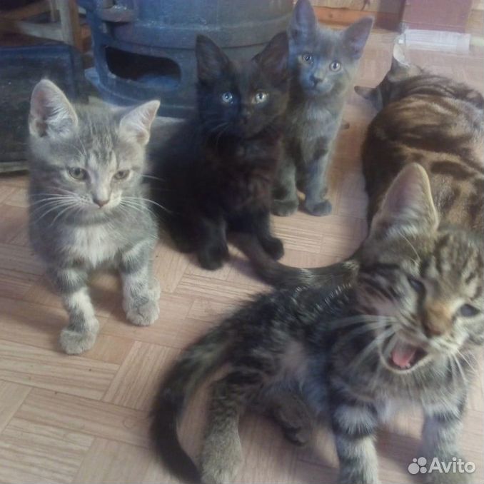 Котят выкинули. Нужен дом