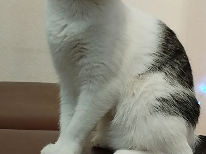 Кошка в самые добрые руки