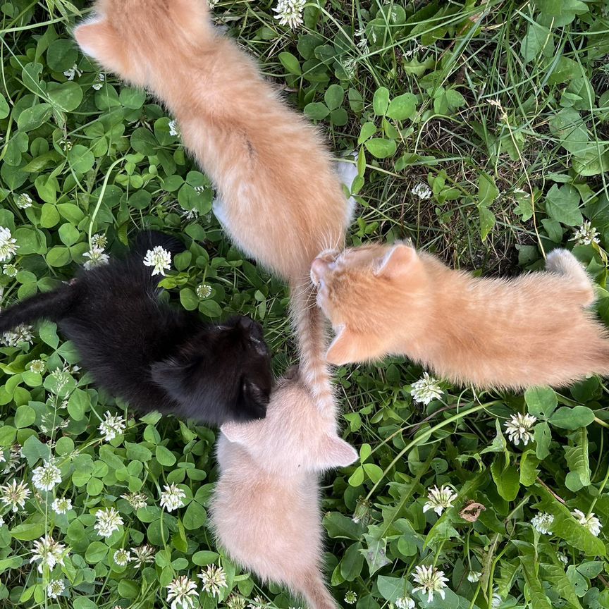 Котята "Мышеловки" бесплатно