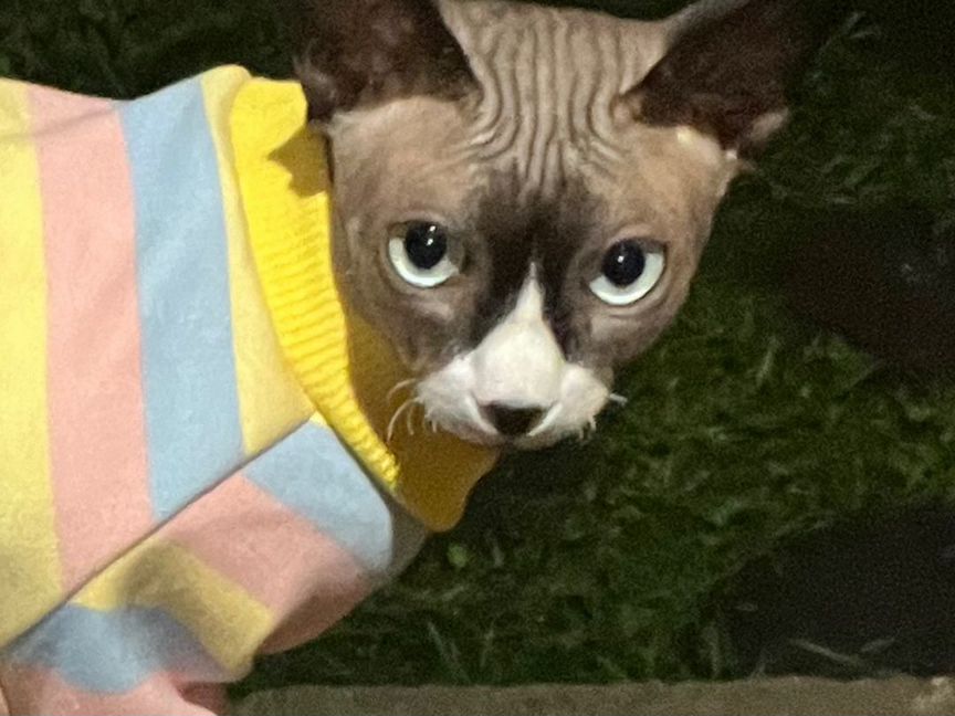 Канадский сфинкс