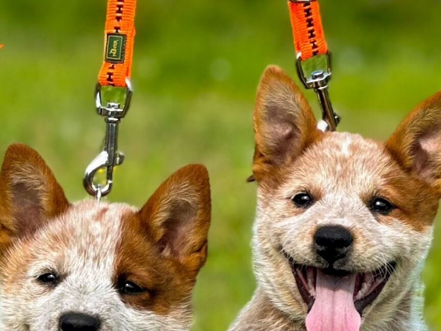 Австралийский хилер