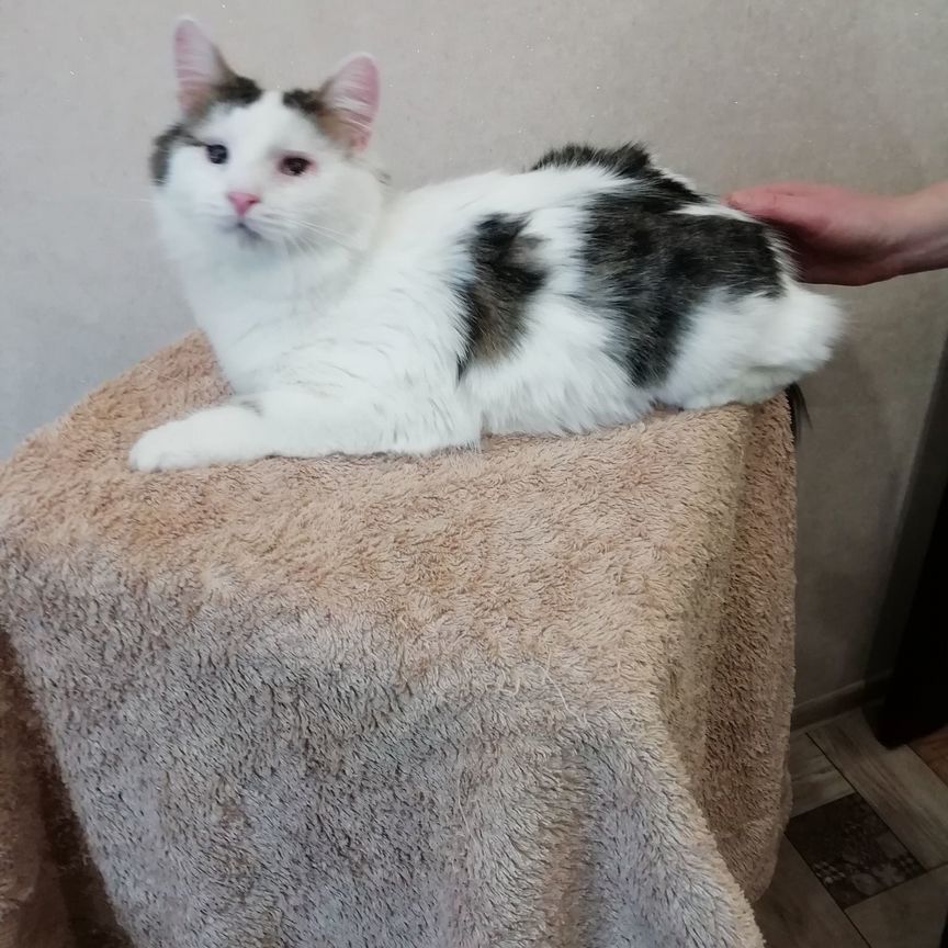 Котёнок