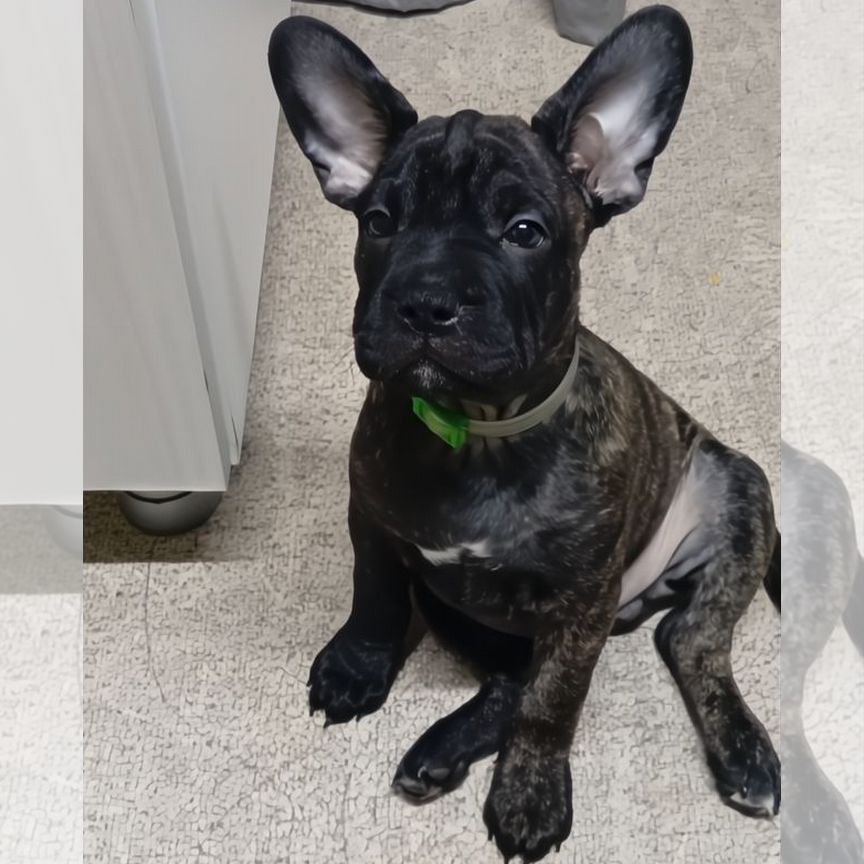 Французский бульдог, щенок