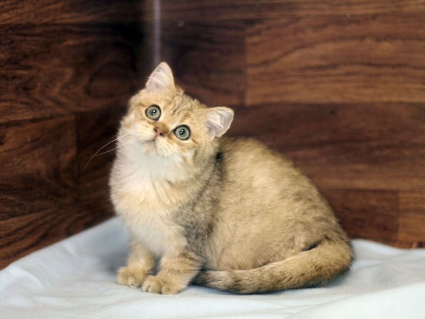 Британская золотая девчушка Евлина