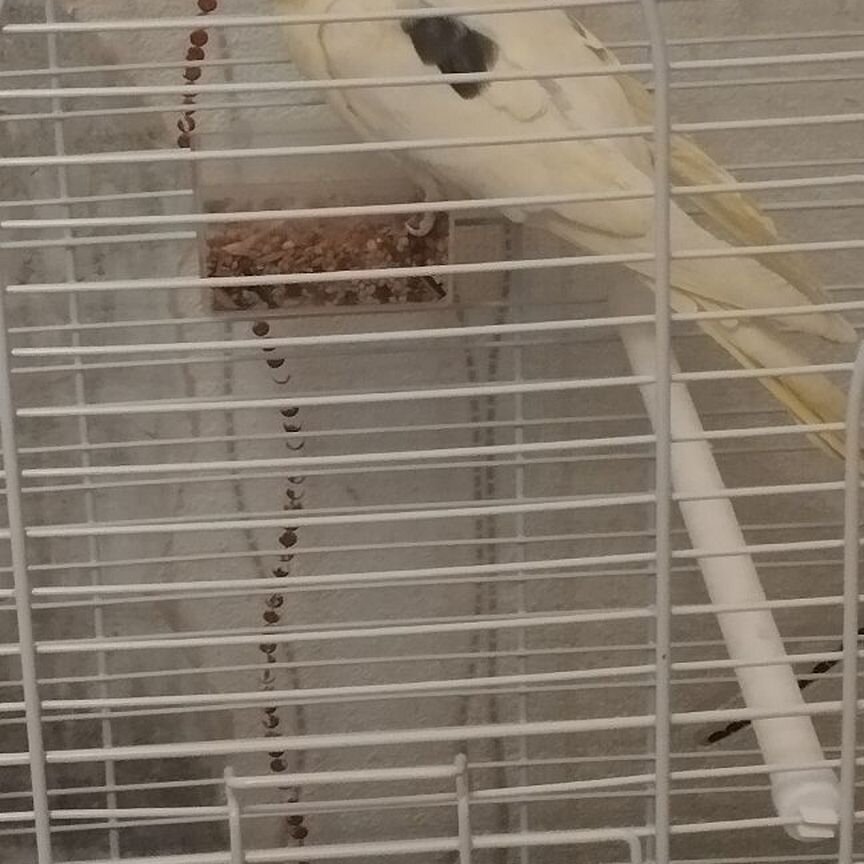 Попугай корелла