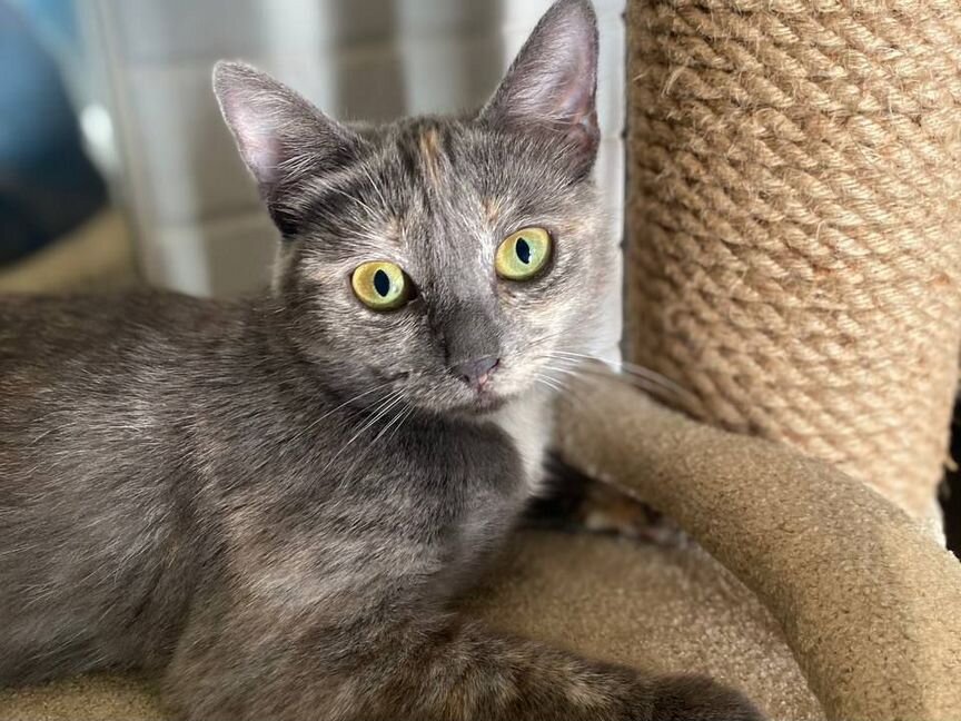 Котенок привитая прелесть