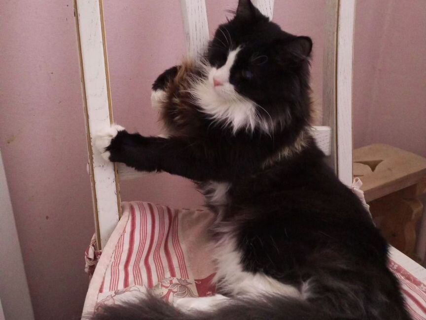 Котенок подружка
