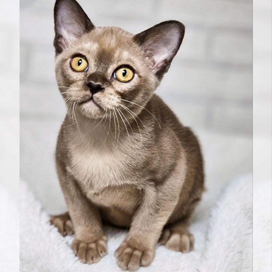 Бурманские котята