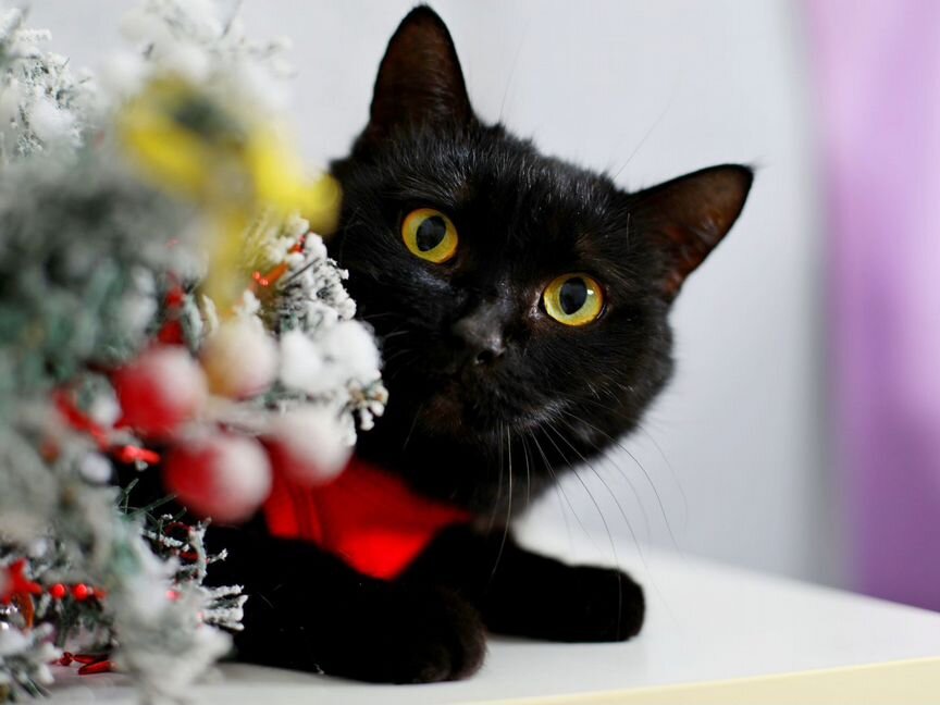 Очень умная и ласковая котодевочка нужна семья