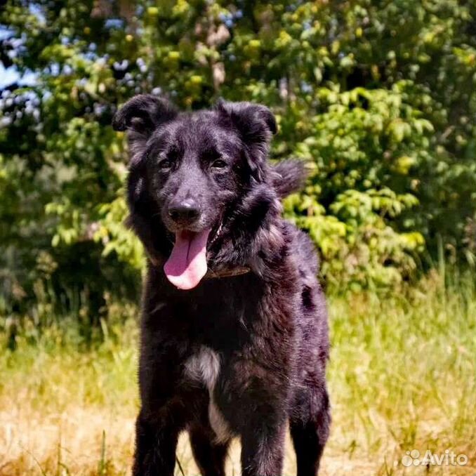 Собака выросла и стала не нужна