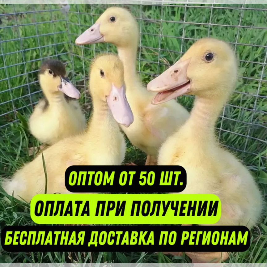 Утята муларды оптом доставка бесплатная