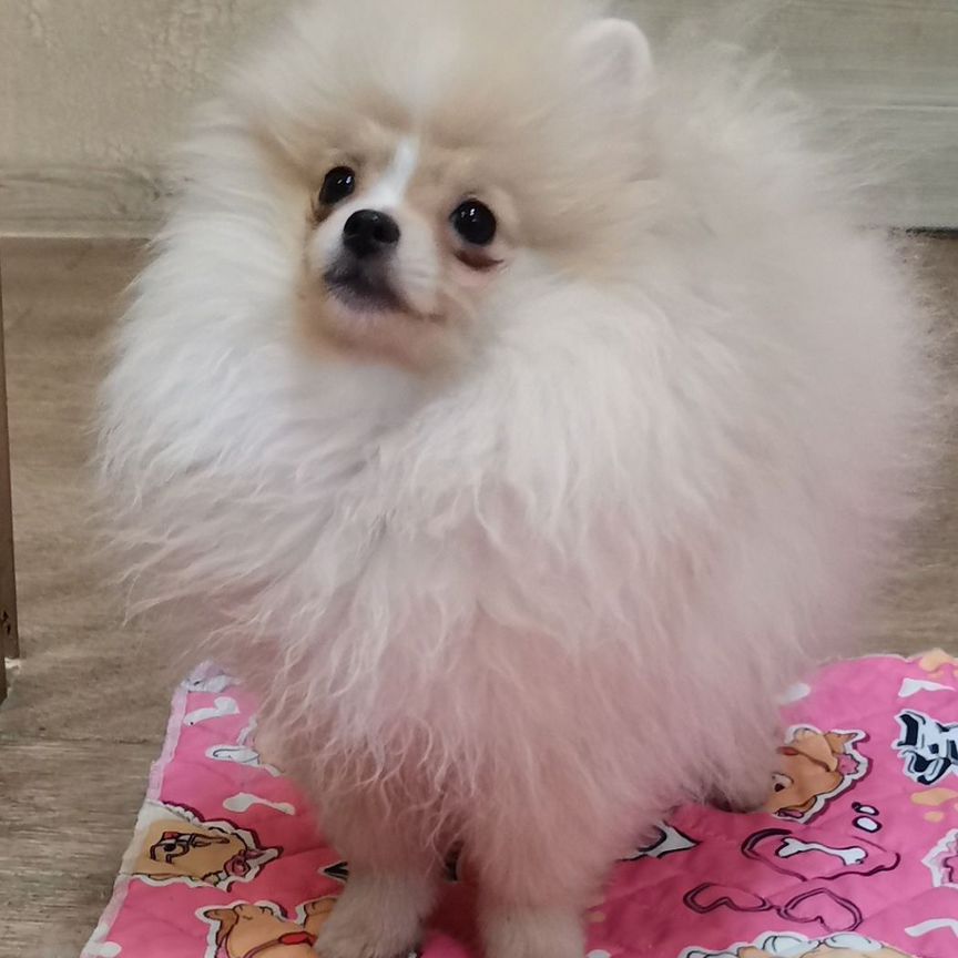 Собака-улыбака