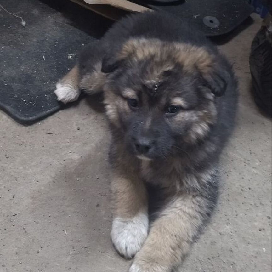 Ласковая девочка в добрые руки