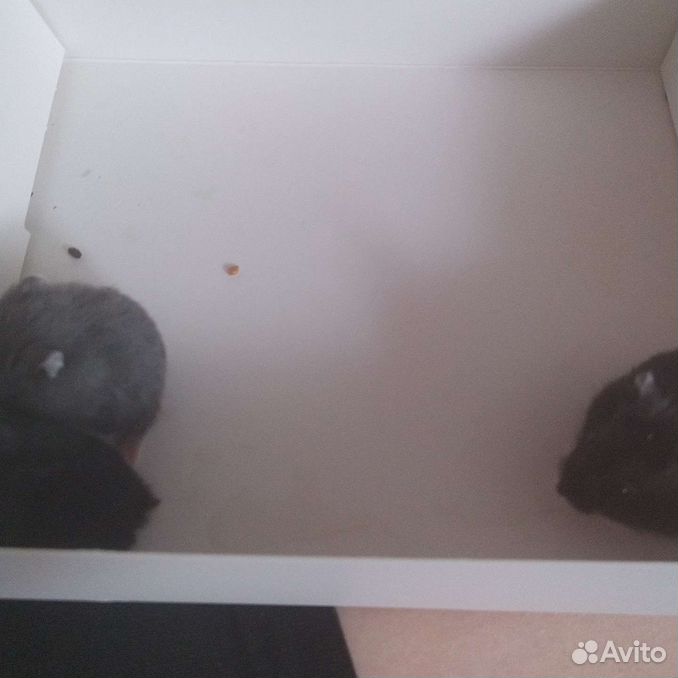 Продаем джунгарских хомяков