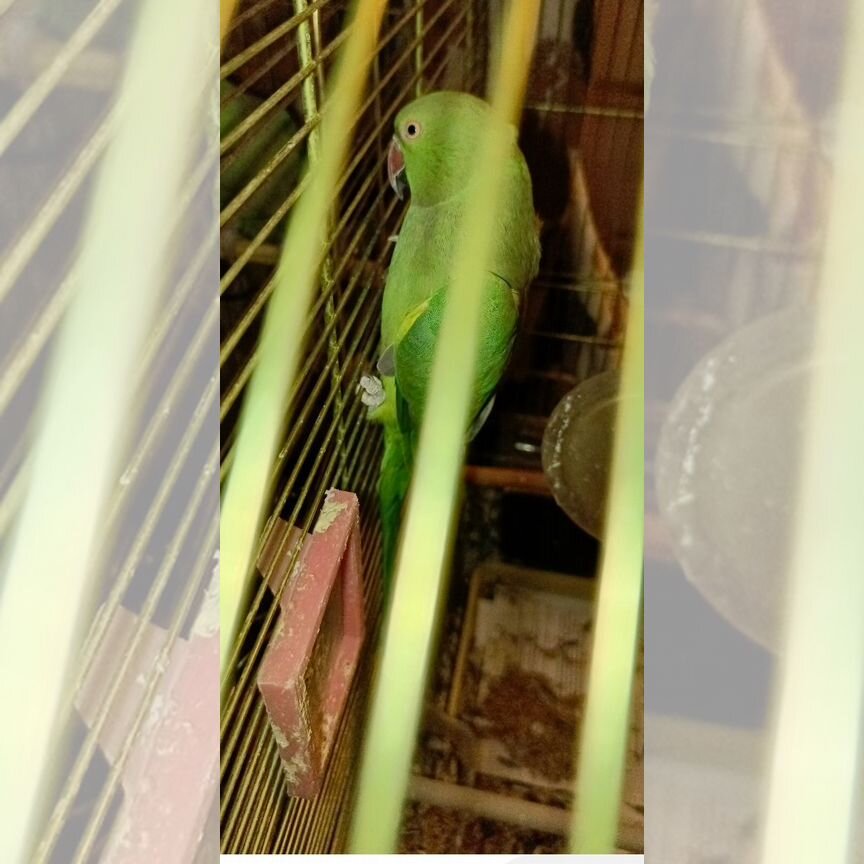 Ожереловый попугай