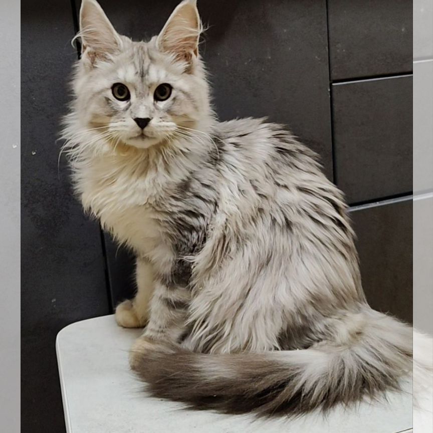 Мейн-кун котёнок