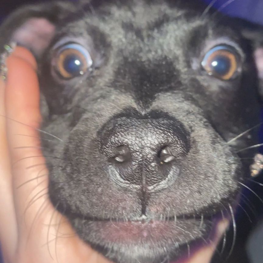 Продаю Стаффорда, щенок