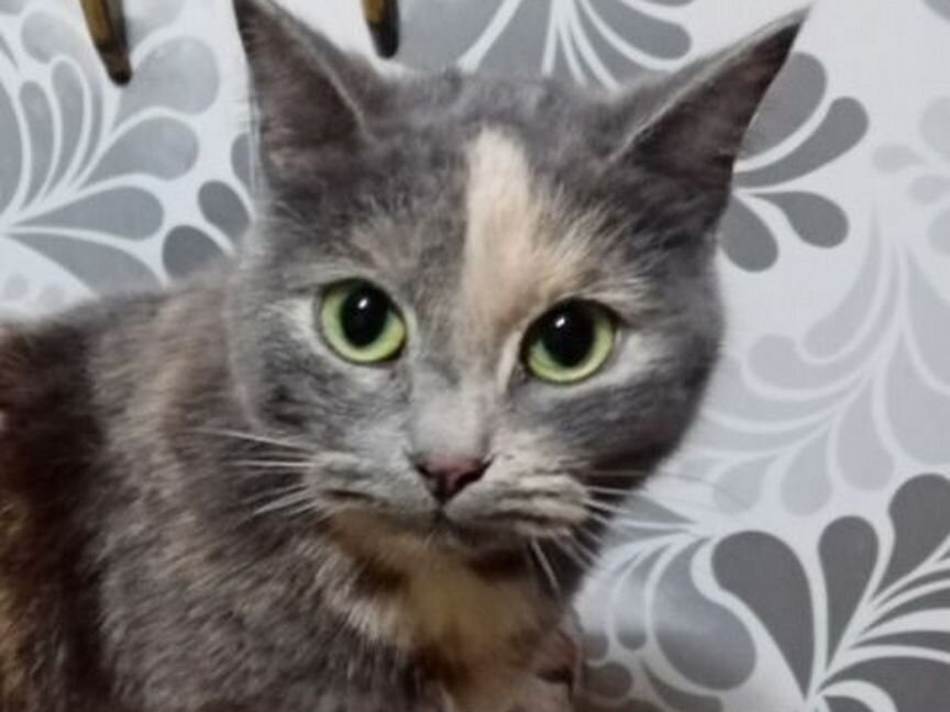 Русская голубая