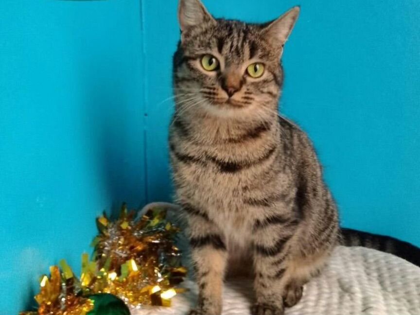 Стерилизованная кошечка ищет дом