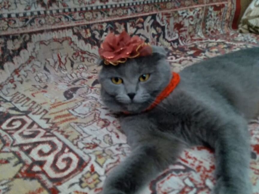 Британская кошечка. 1 год