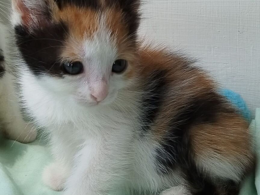 Котёнок трехцветка