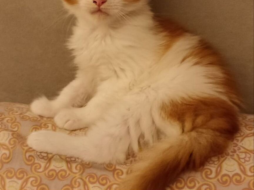 Котята мейн-кун