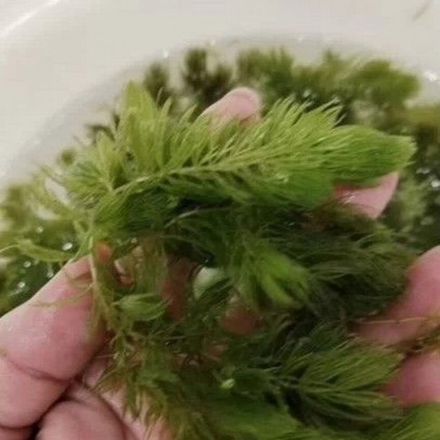 Банка роголистника