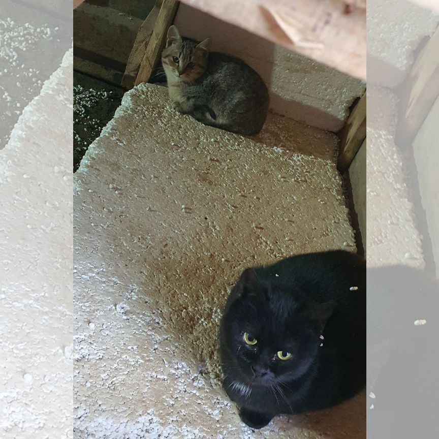 Взрослая кошка в добрые руки