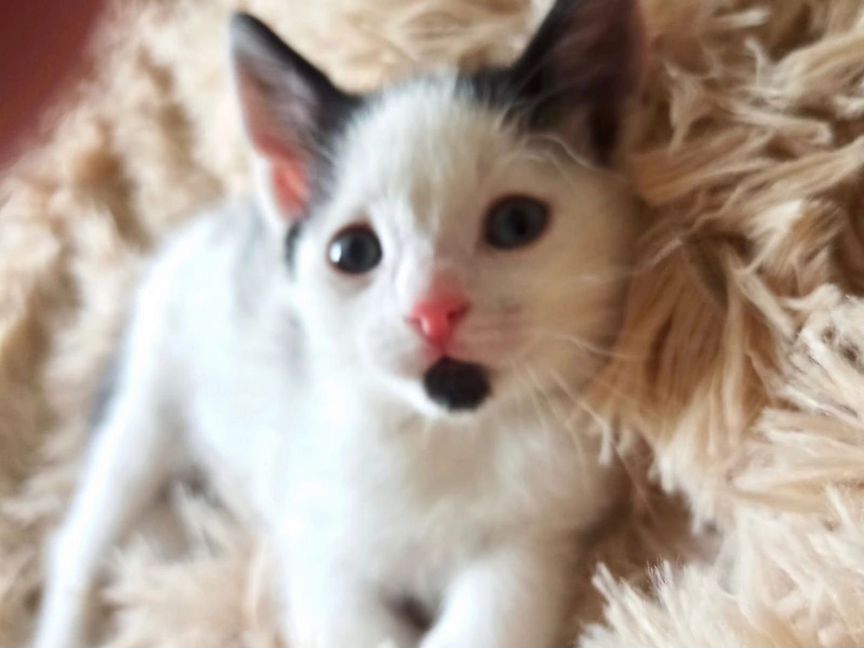 Славные братишки