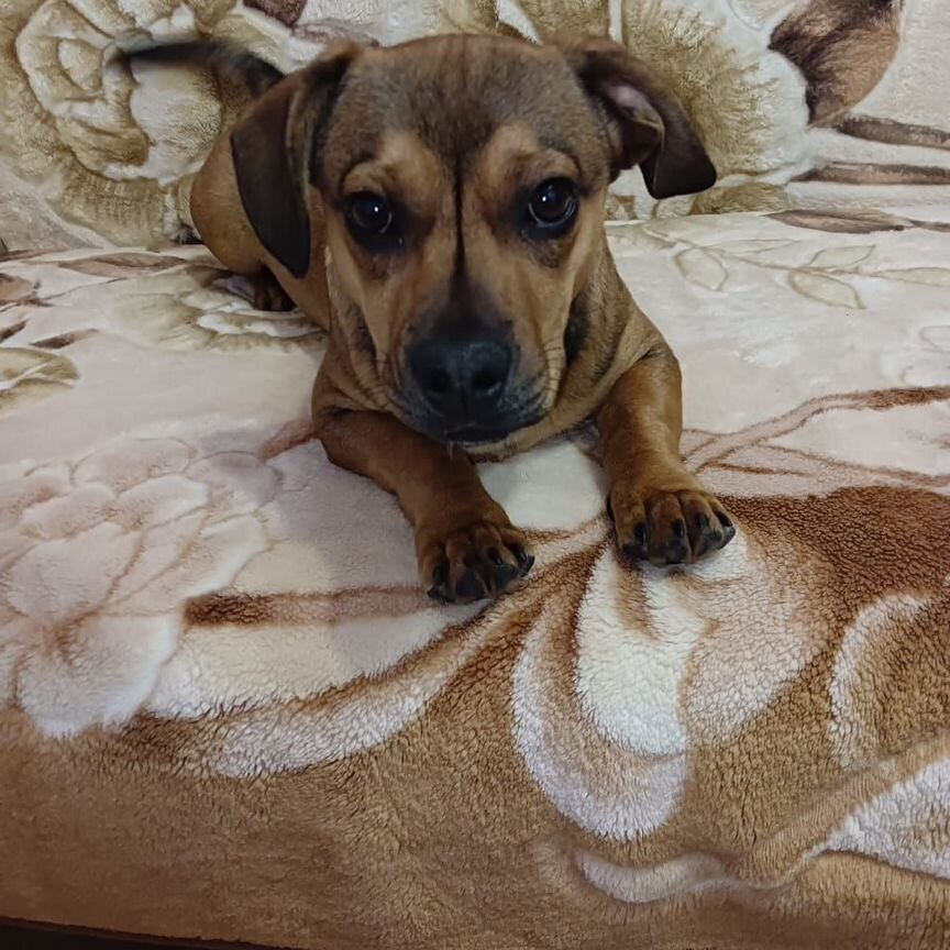 Каждой таксе нужен дом