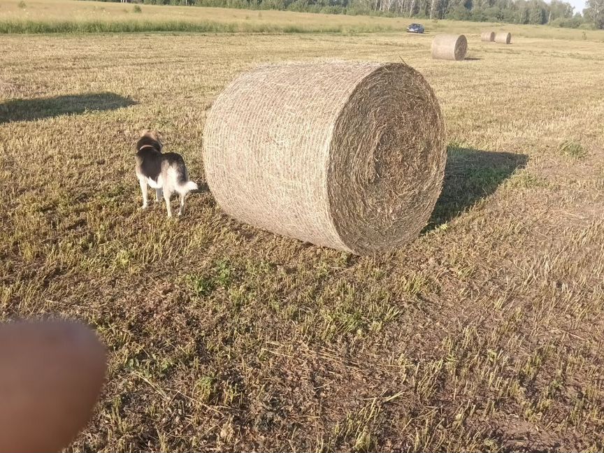 Сено в тюках
