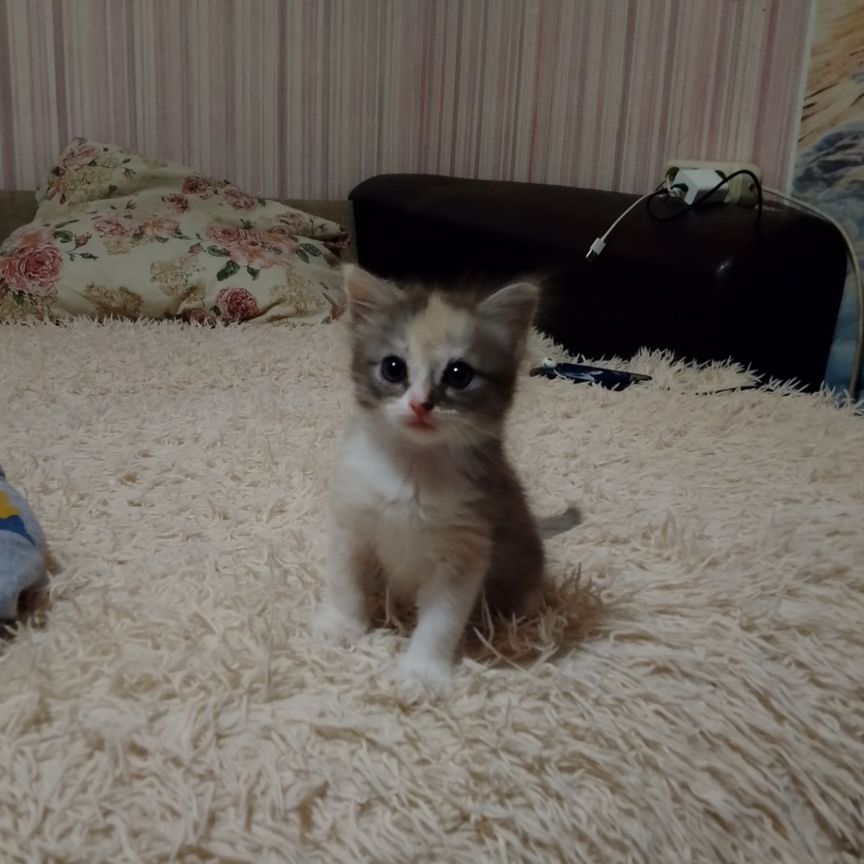 Котята мейн-кун смесь