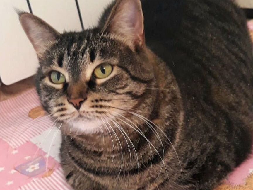 Кошечка Рыся