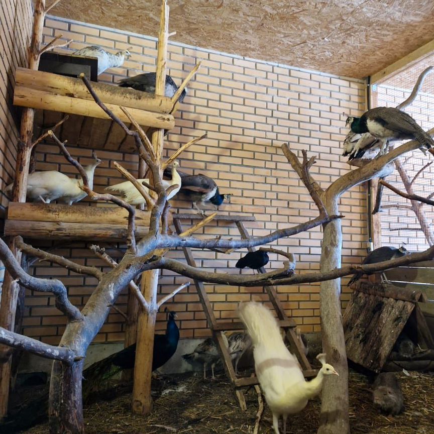 Павлины черноплечие, индийские, белые