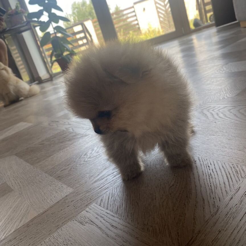 Померанский шпиц мини