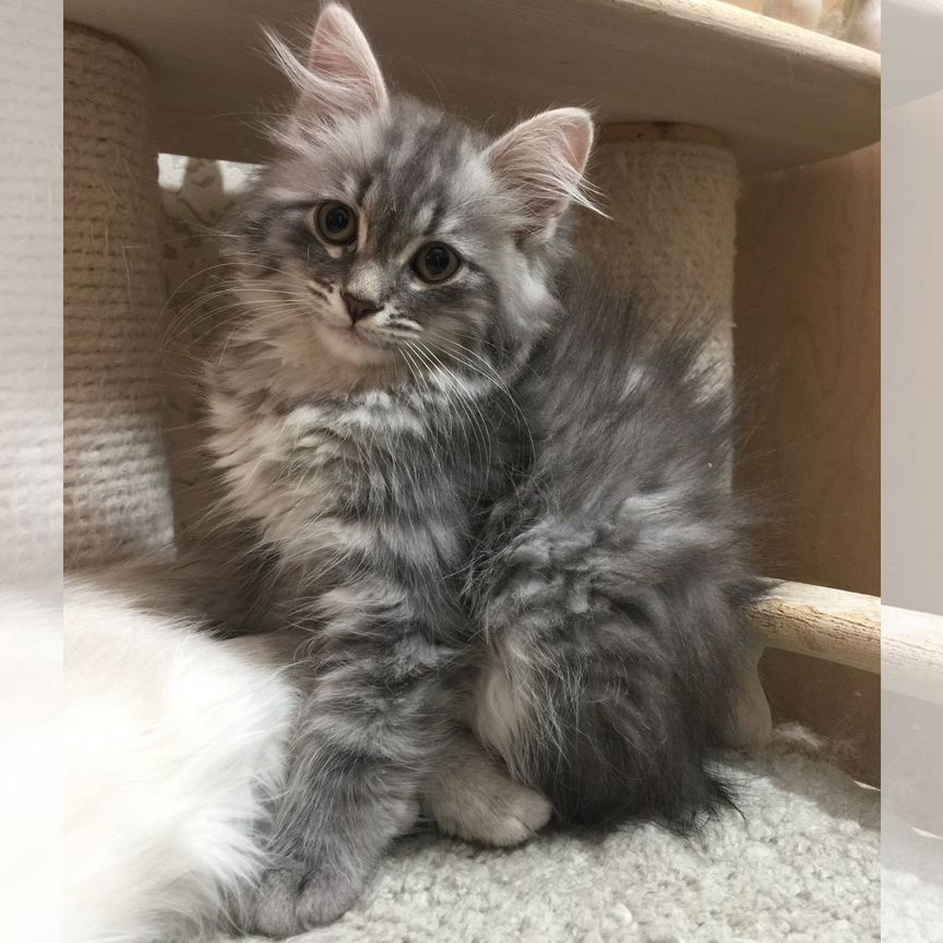 Сибирский котёнок