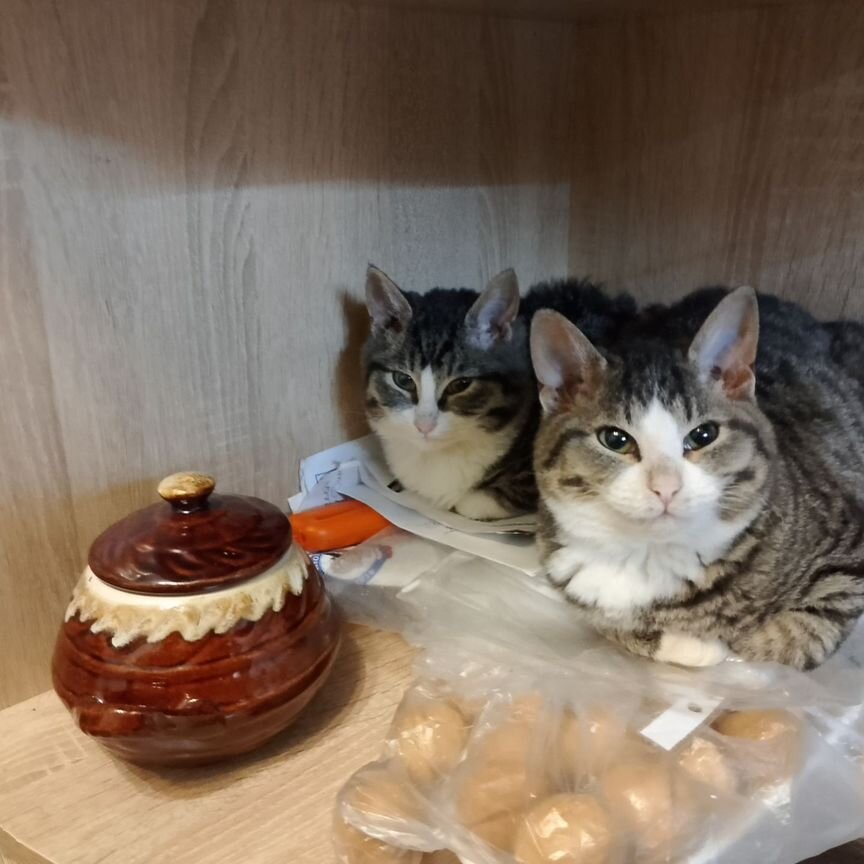 Котята в добрые руки