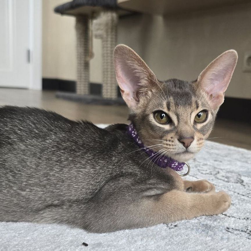 Абиссинский котёнок