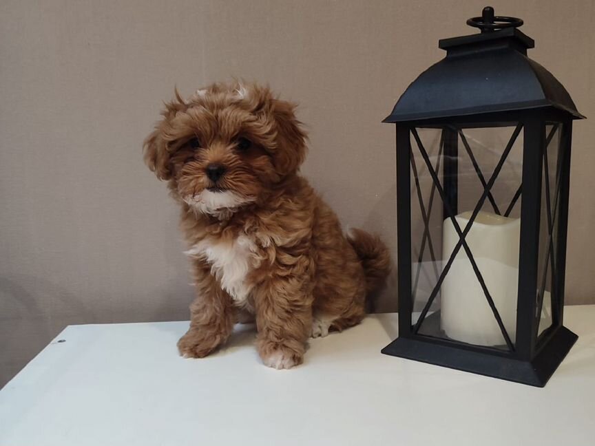 Рыжая красотка Мальтипу F1