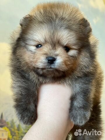 Помнранский шпиц Тэдди