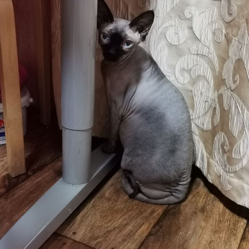 Кот Сфинкс