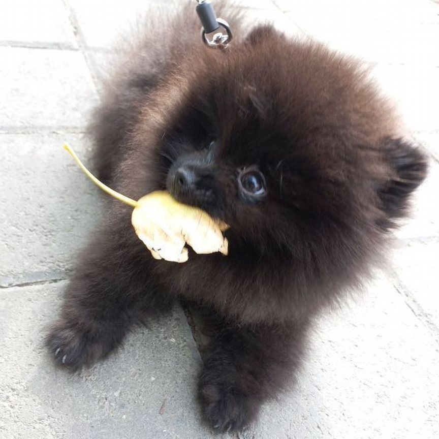 Померанский шпиц, щенок