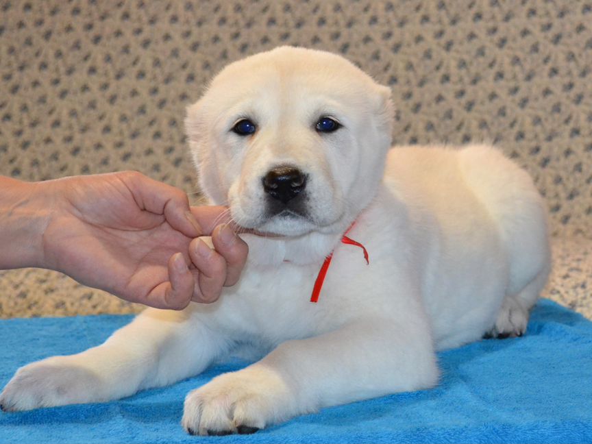 Щенки азиатики из питомника г. Ижевск